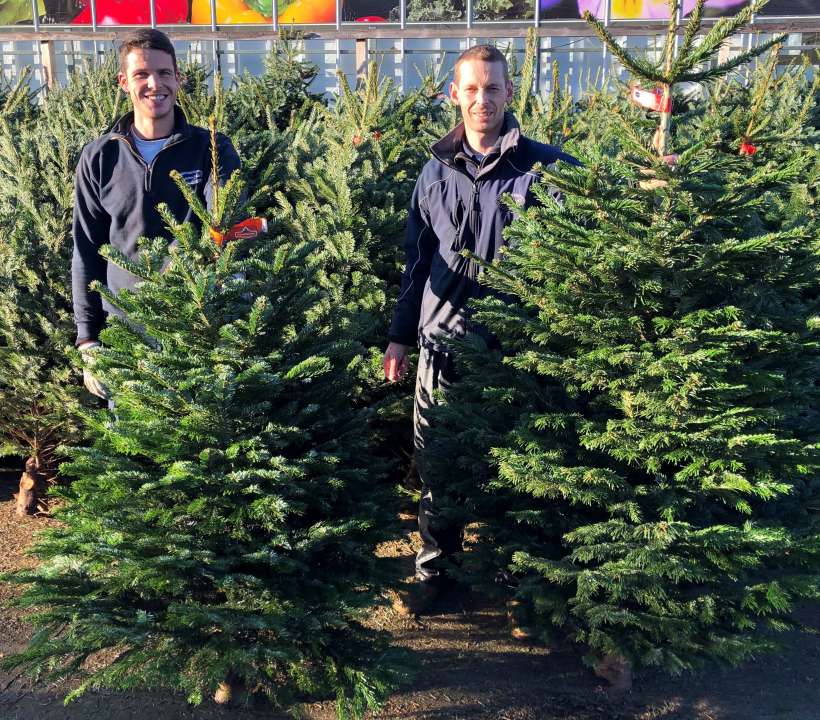 Real Christmas Trees in St Albans | Carpenters Nursery