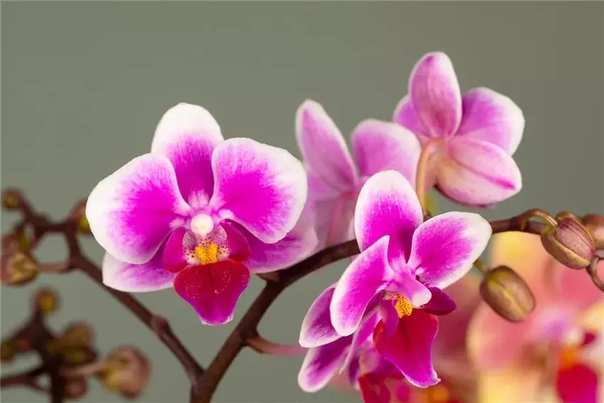 The Unique Characteristics Of Orchids | Carpenters Nursery